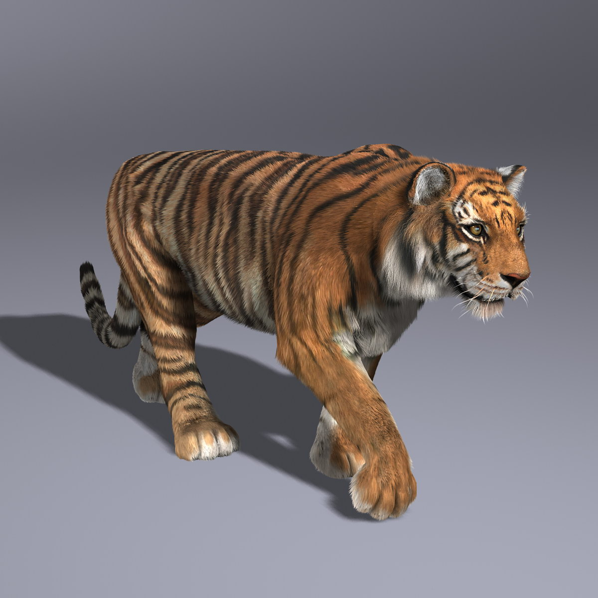 maya tigers 2 fur