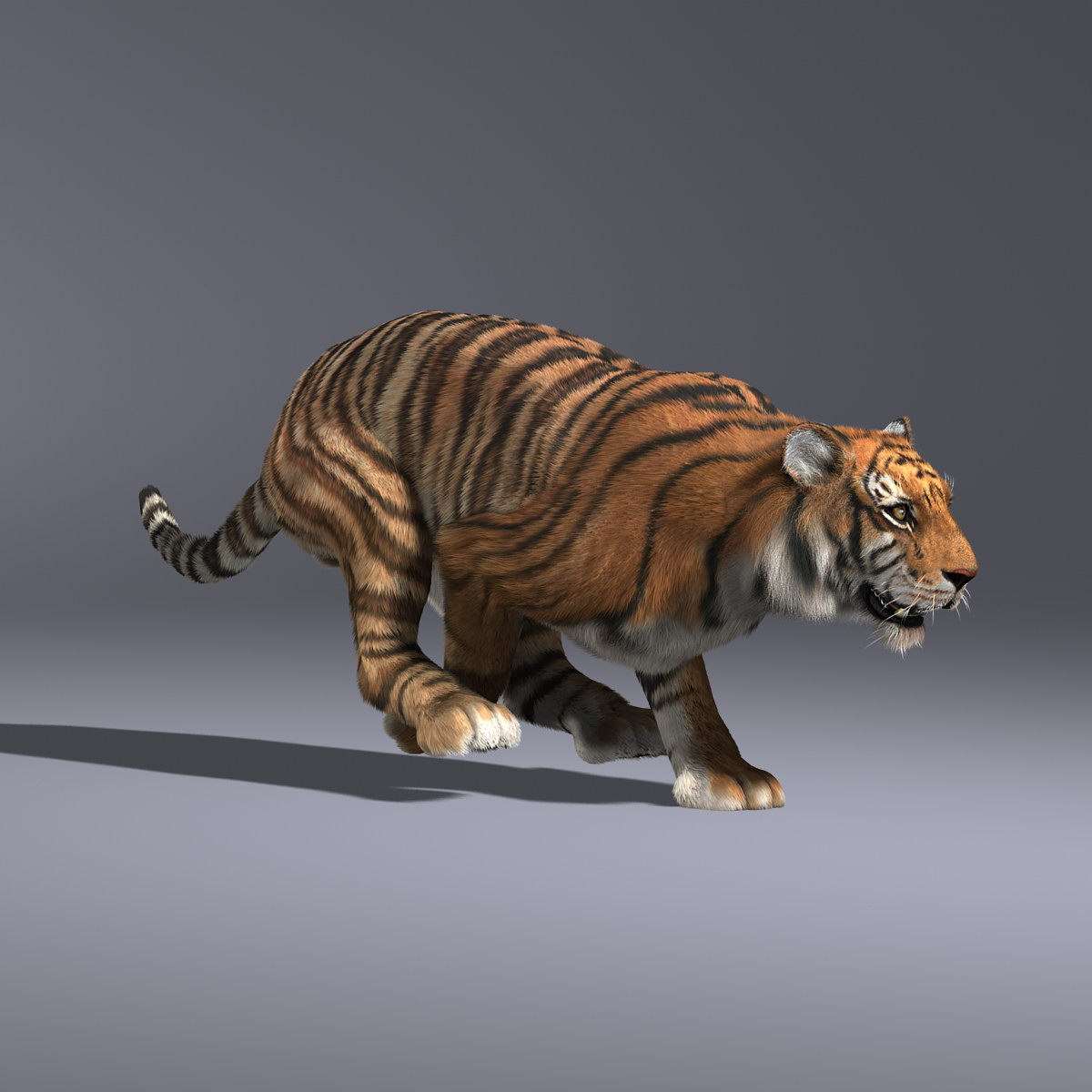 maya tigers 2 fur
