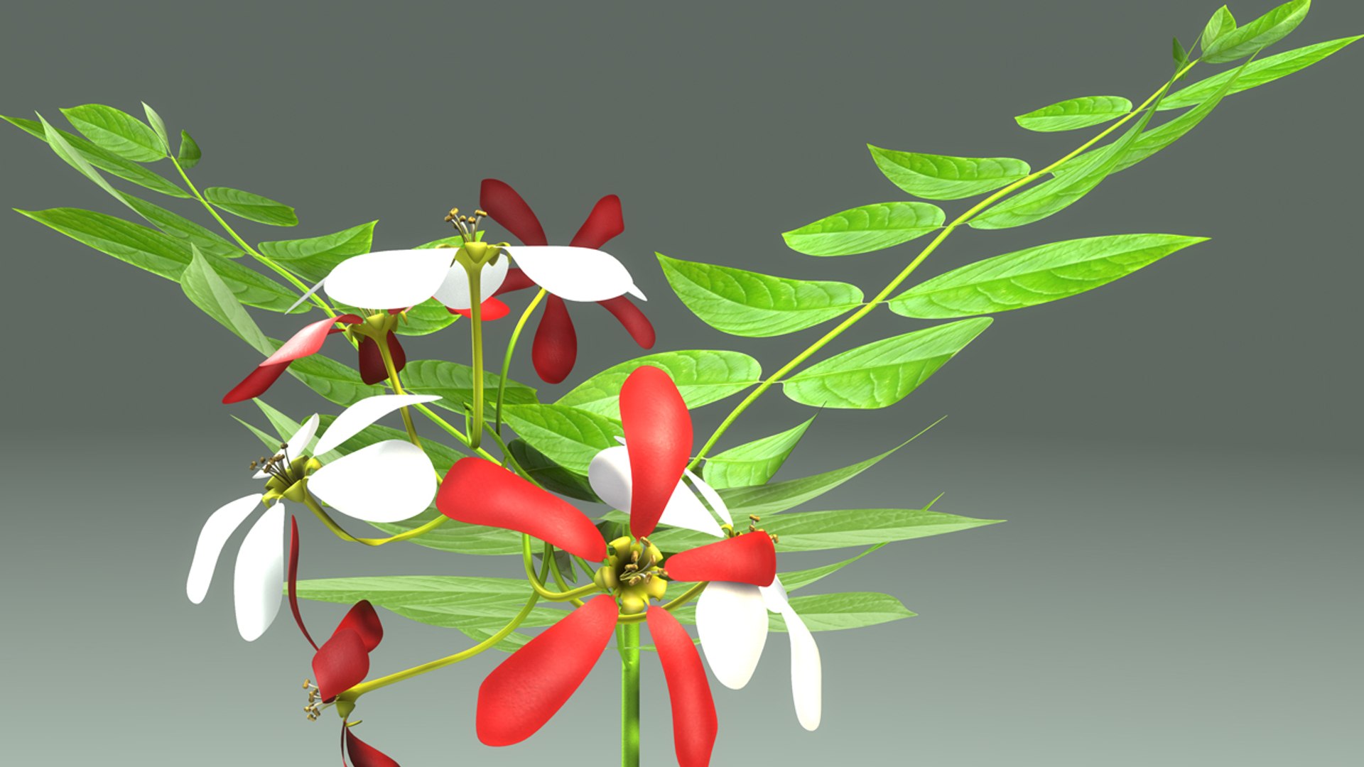 3d model quisqualis flower