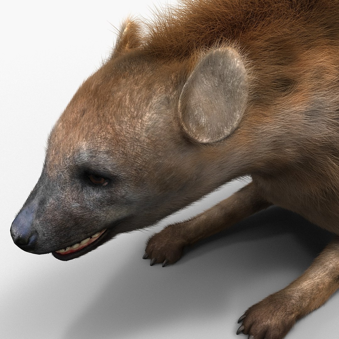 3d hyena pose 5 fur model