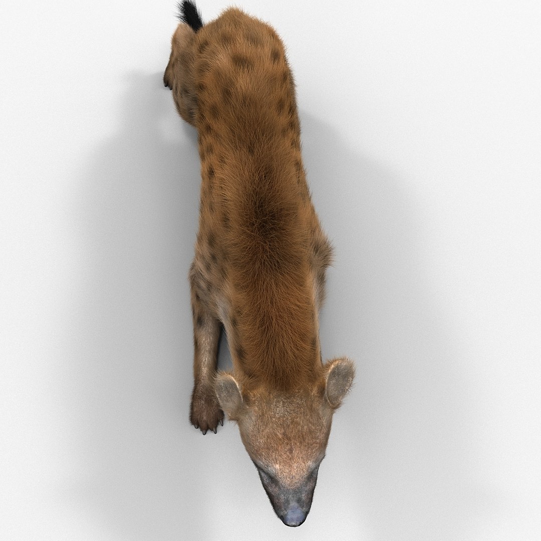 3d hyena pose 5 fur model