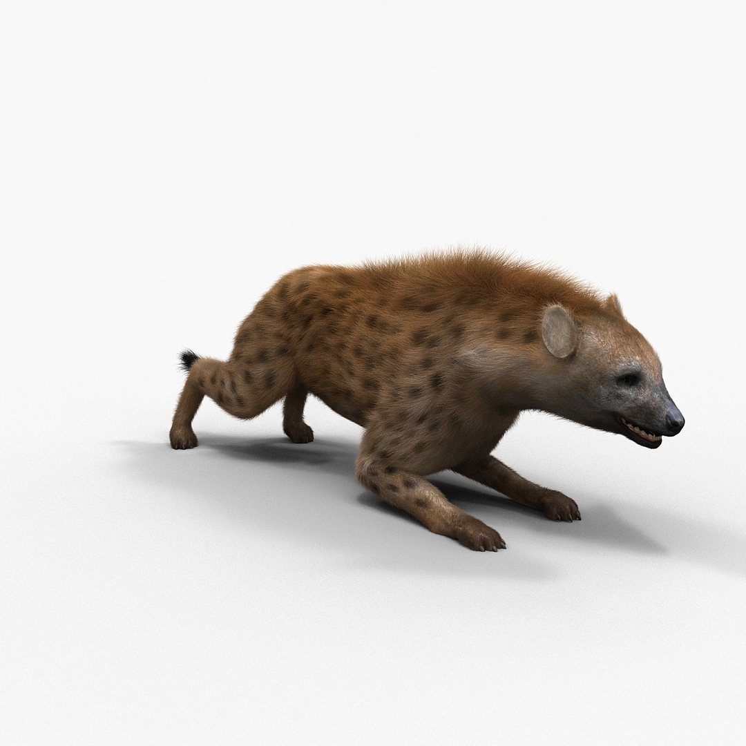 3d hyena pose 5 fur model
