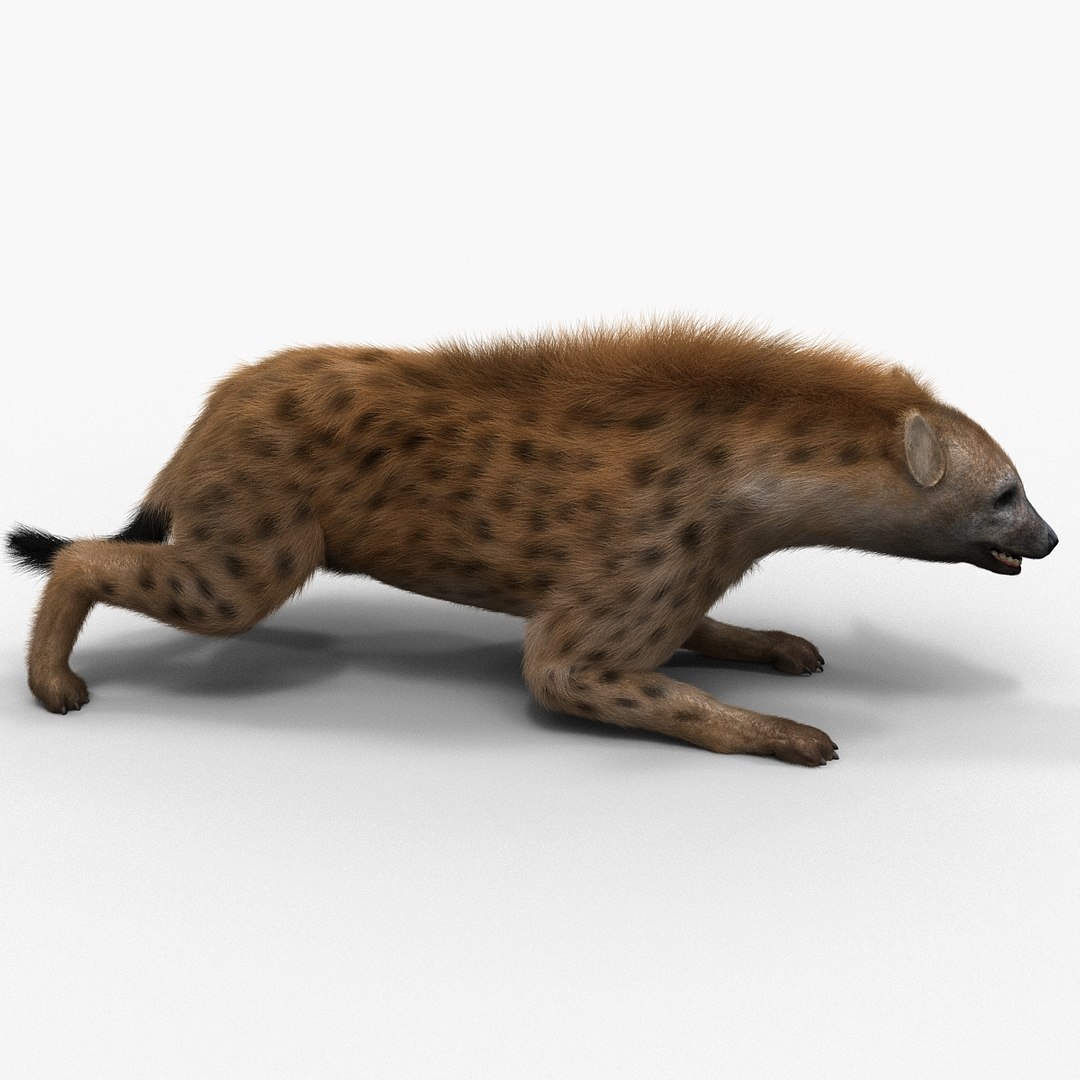 3d hyena pose 5 fur model