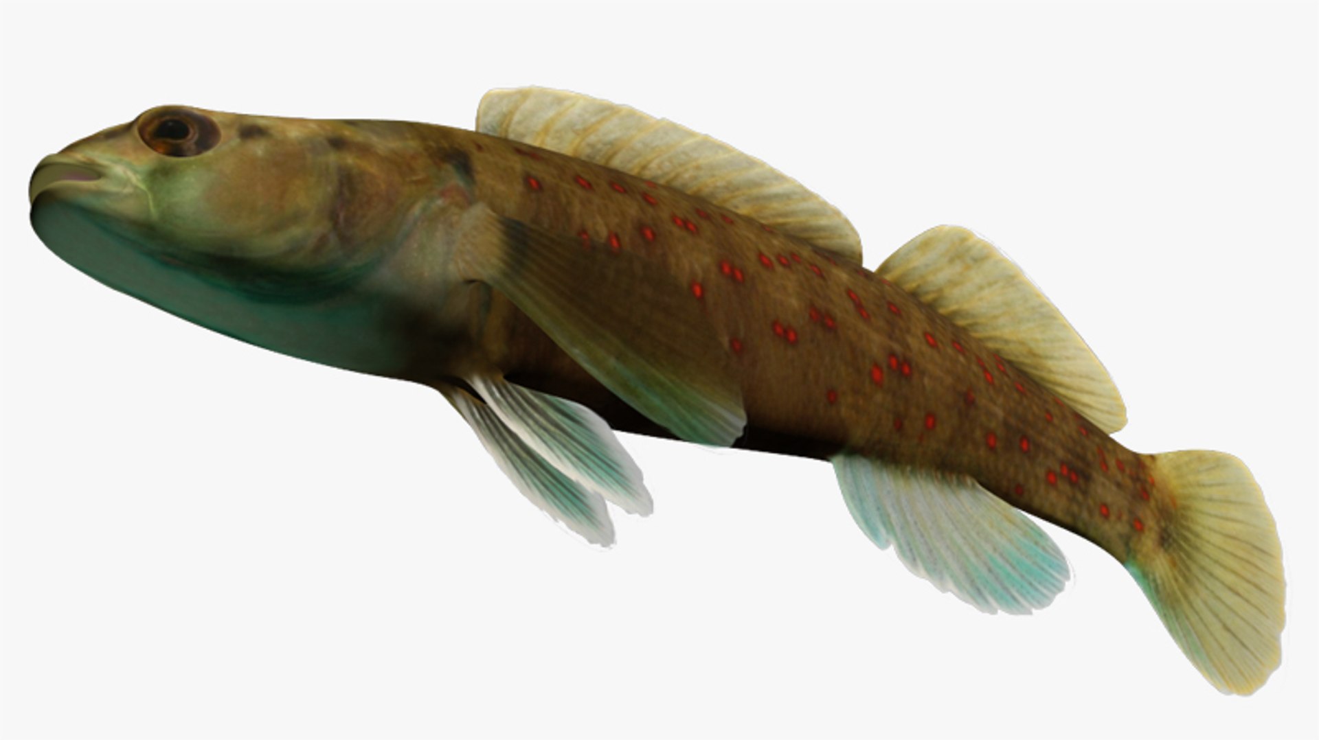 etheostoma maculatum spotted darter 3d model