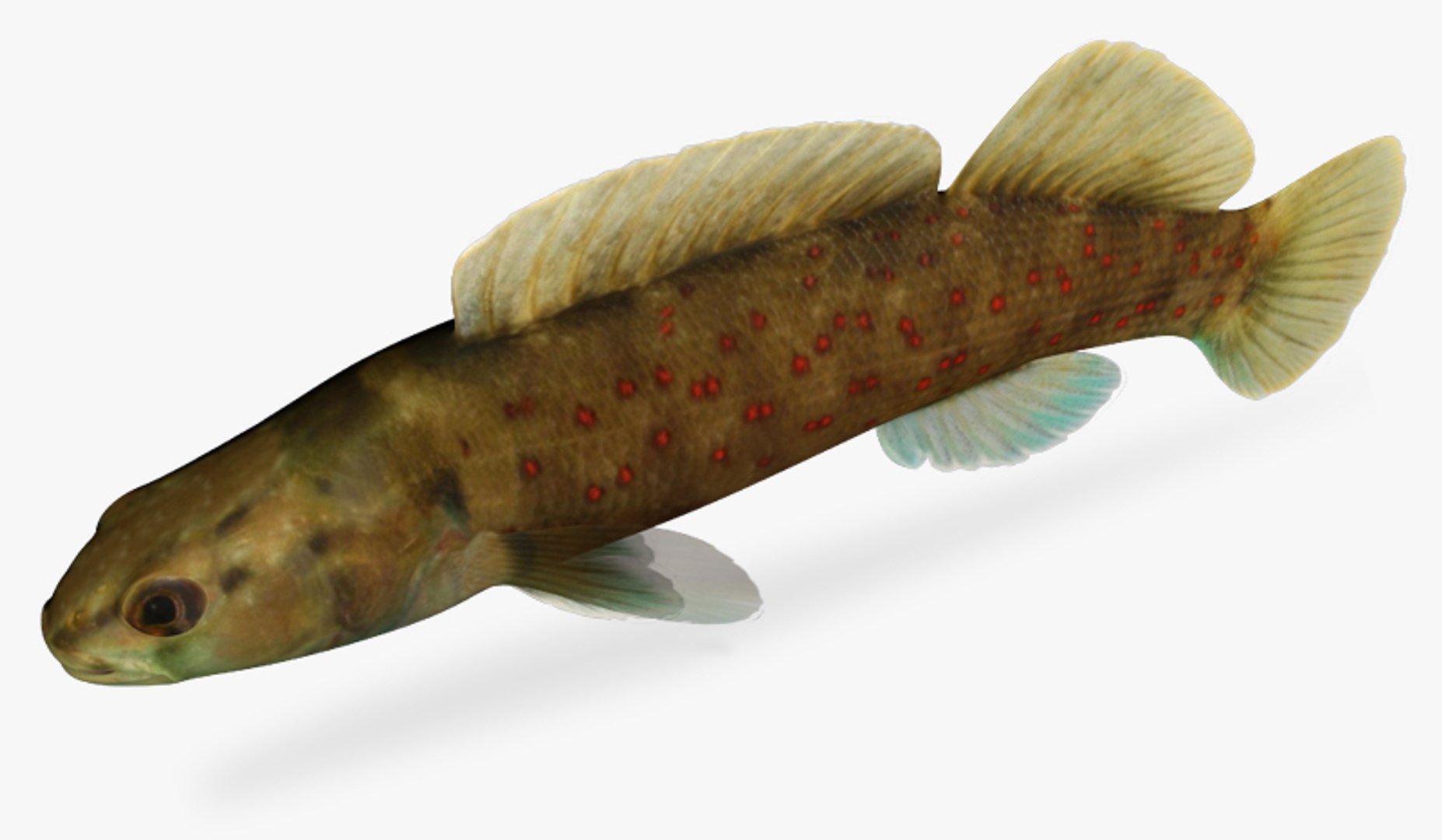 etheostoma maculatum spotted darter 3d model