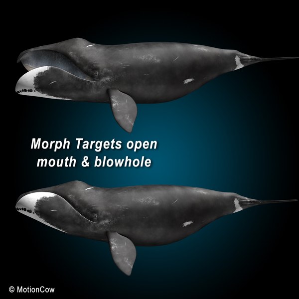 bowhead bow head 3d obj