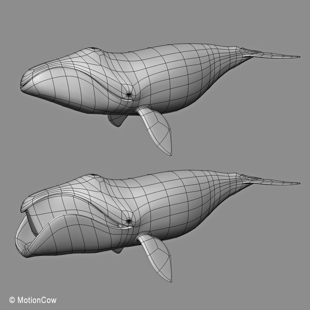 Bowhead Bow Head 3d Obj
