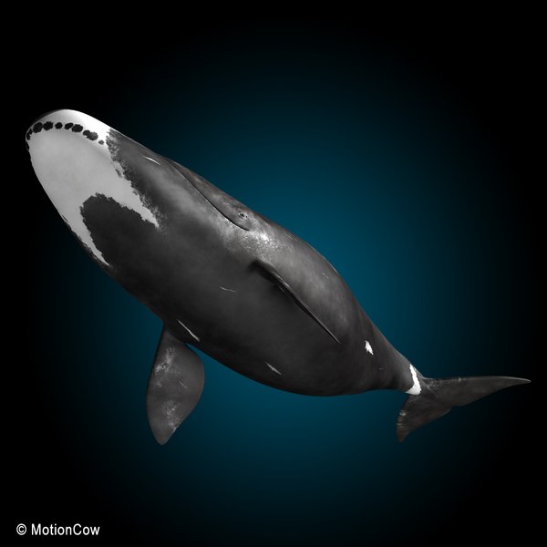 bowhead bow head 3d obj