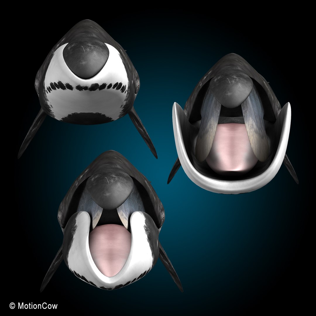 Bowhead Bow Head 3d Obj