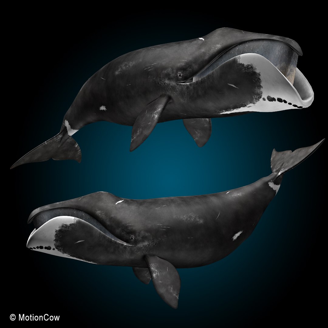 Bowhead Bow Head 3d Obj