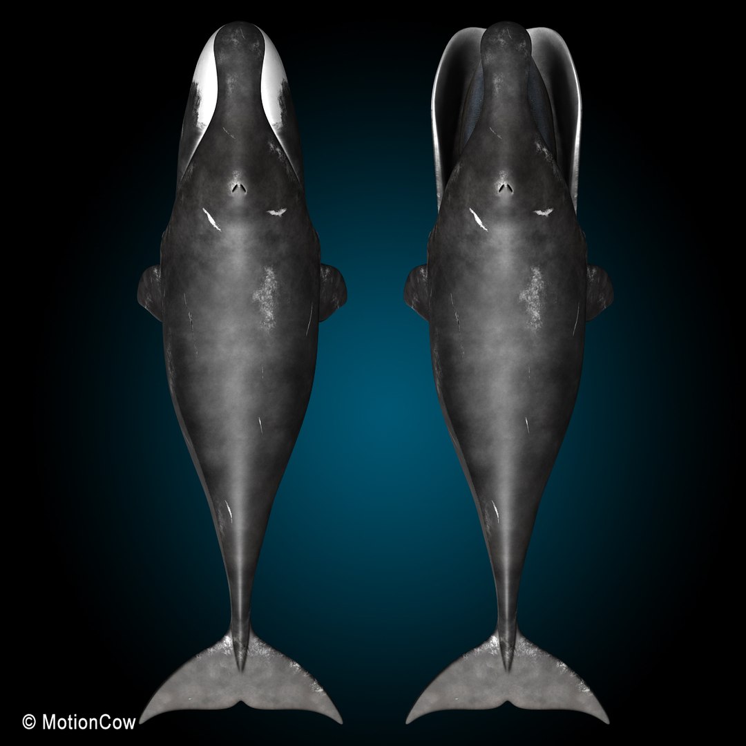 Bowhead Bow Head 3d Obj