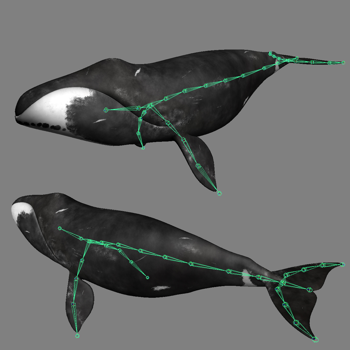 bowhead bow head 3d obj