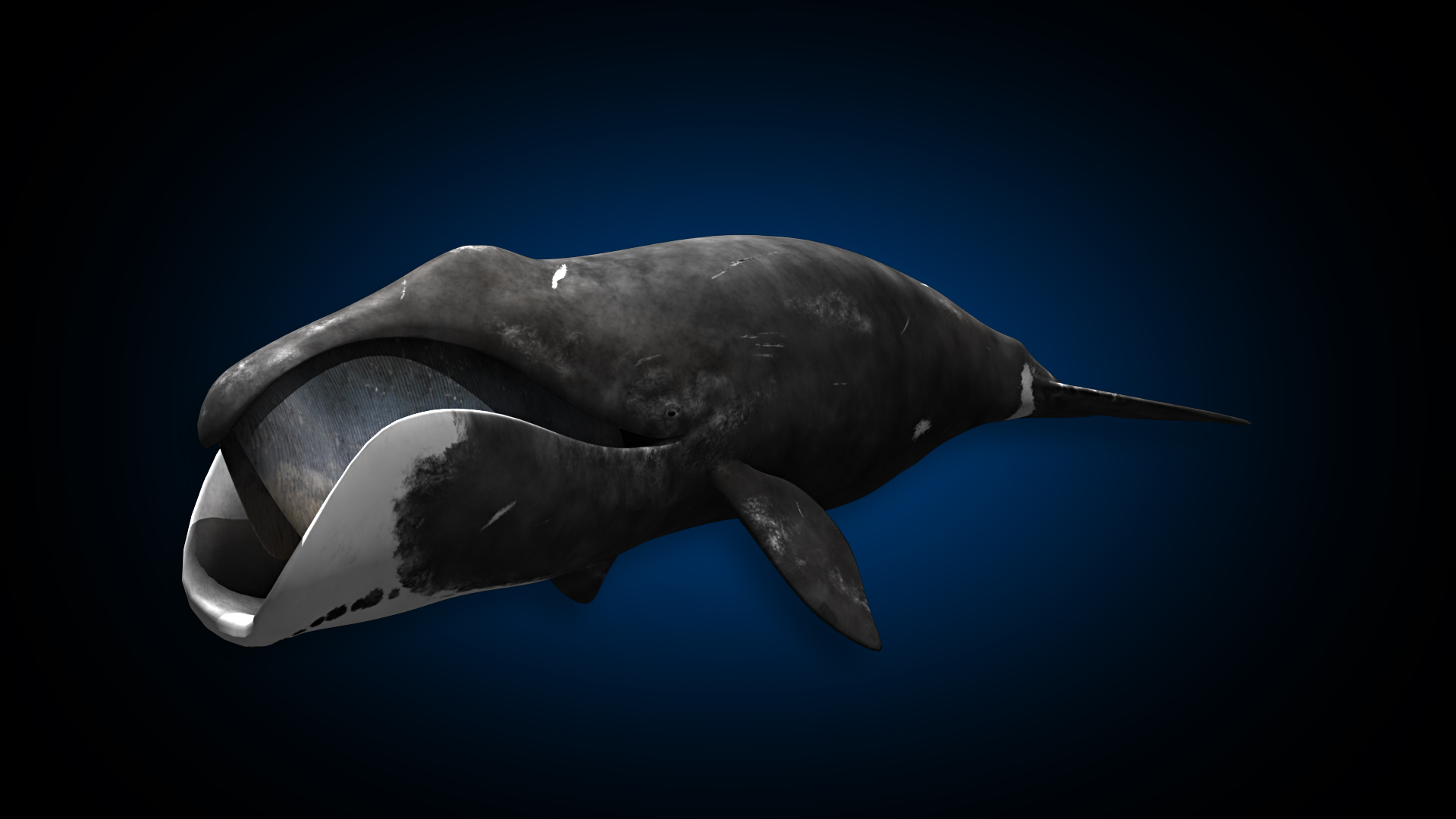 Bowhead Bow Head 3d Obj