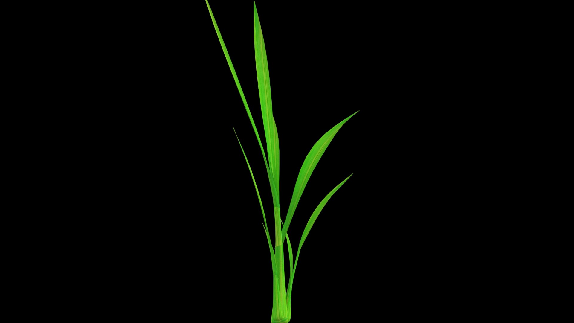 3D PADDY PLANT FINAL MODEL model - TurboSquid 2133982