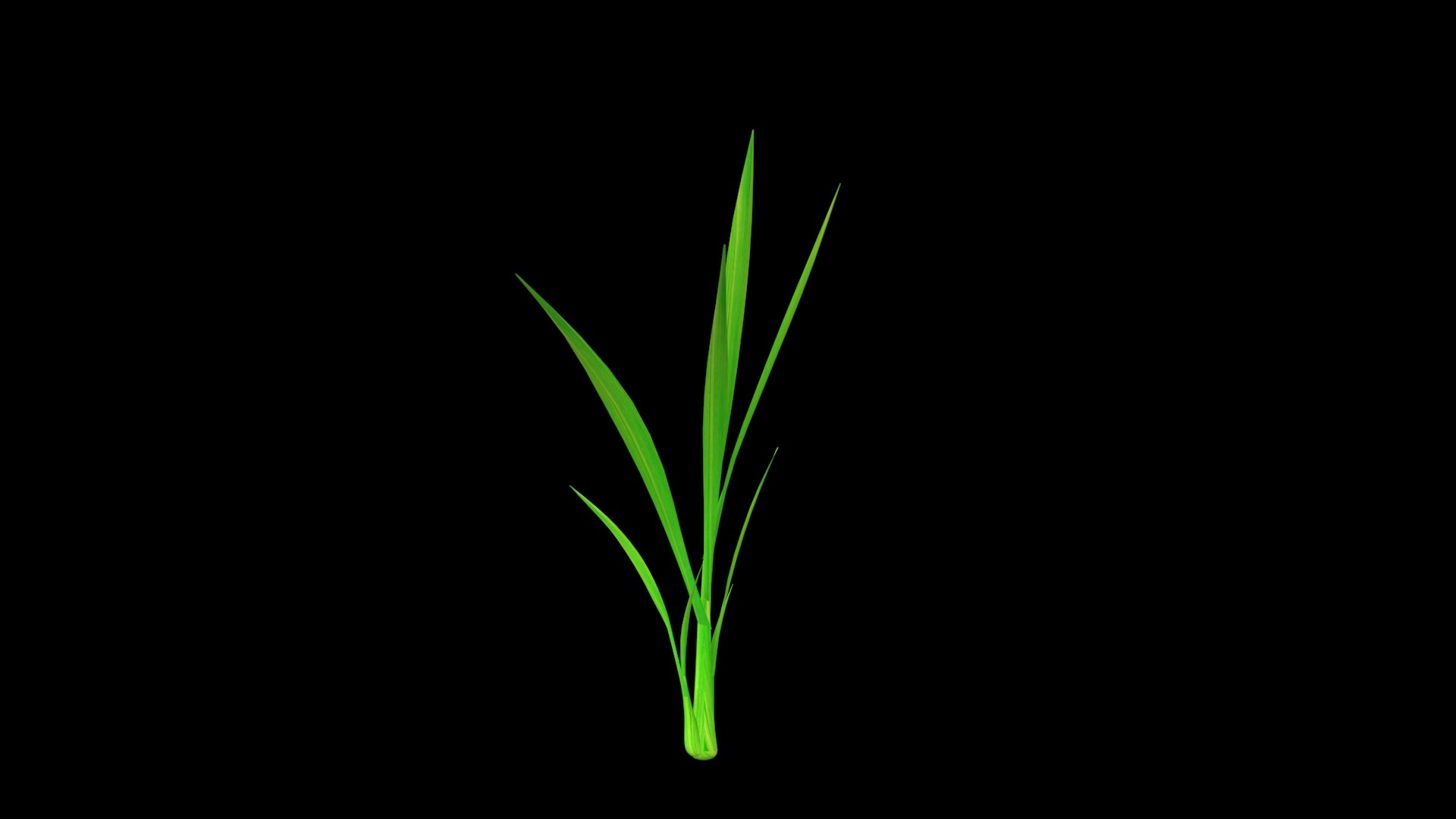 3D PADDY PLANT FINAL Model - TurboSquid 2133982