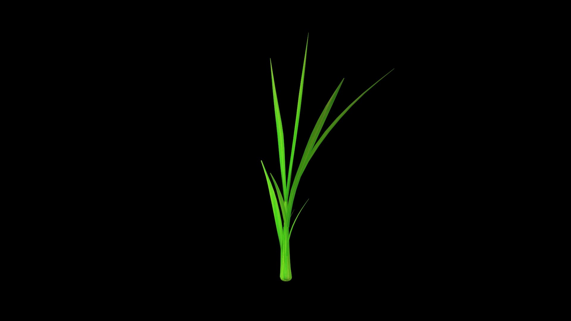 3D PADDY PLANT FINAL Model - TurboSquid 2133982