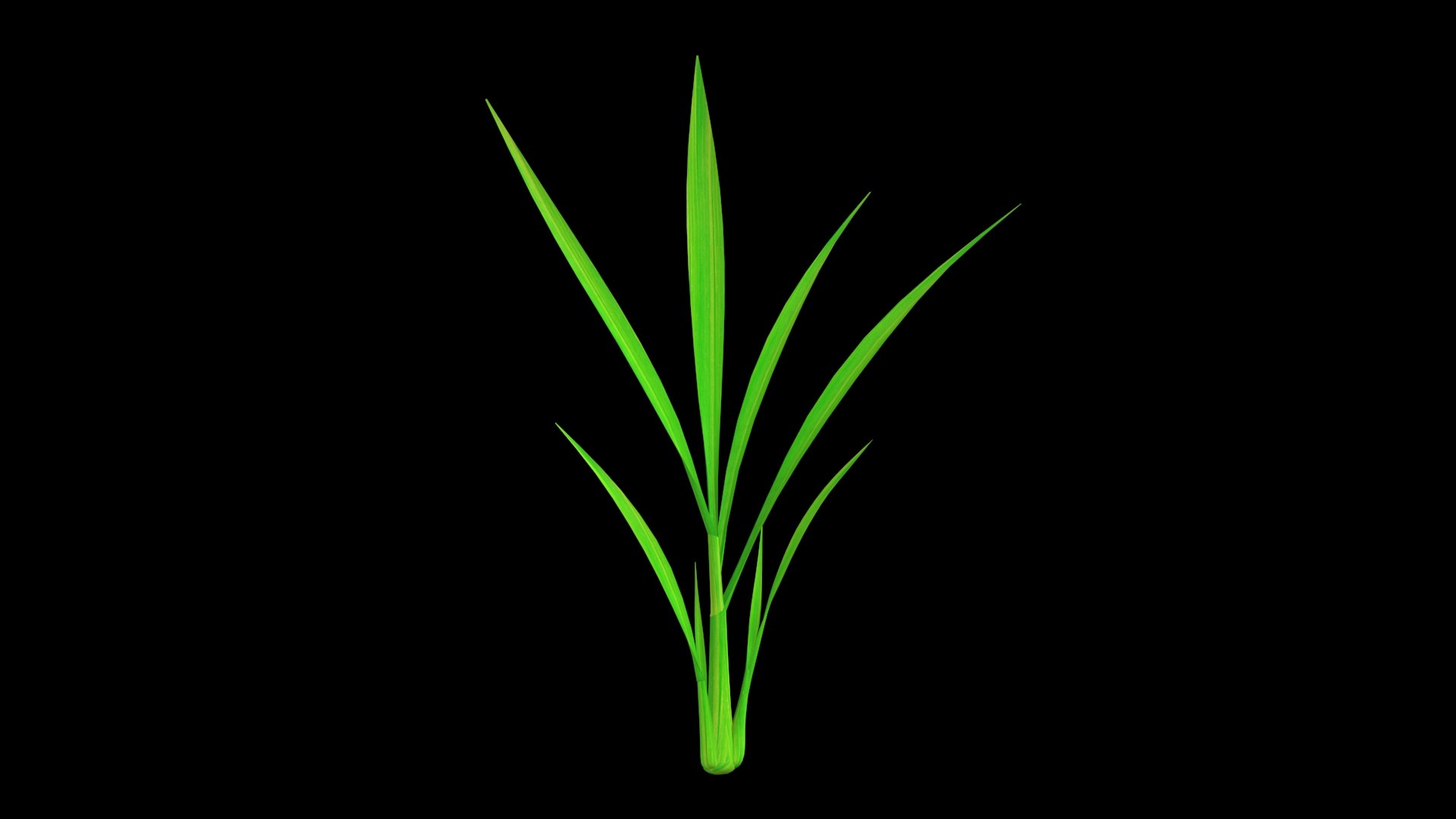 3D PADDY PLANT FINAL MODEL model - TurboSquid 2133982
