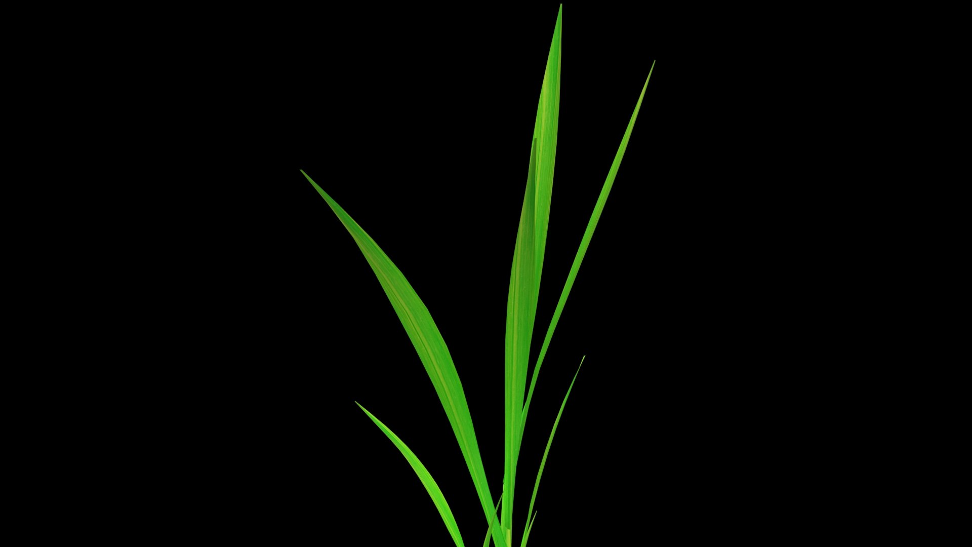 3D PADDY PLANT FINAL Model - TurboSquid 2133982