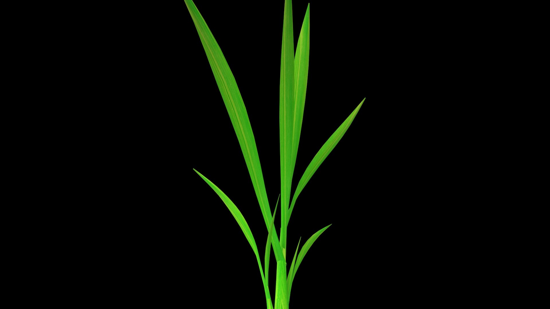 3D PADDY PLANT FINAL MODEL model - TurboSquid 2133982