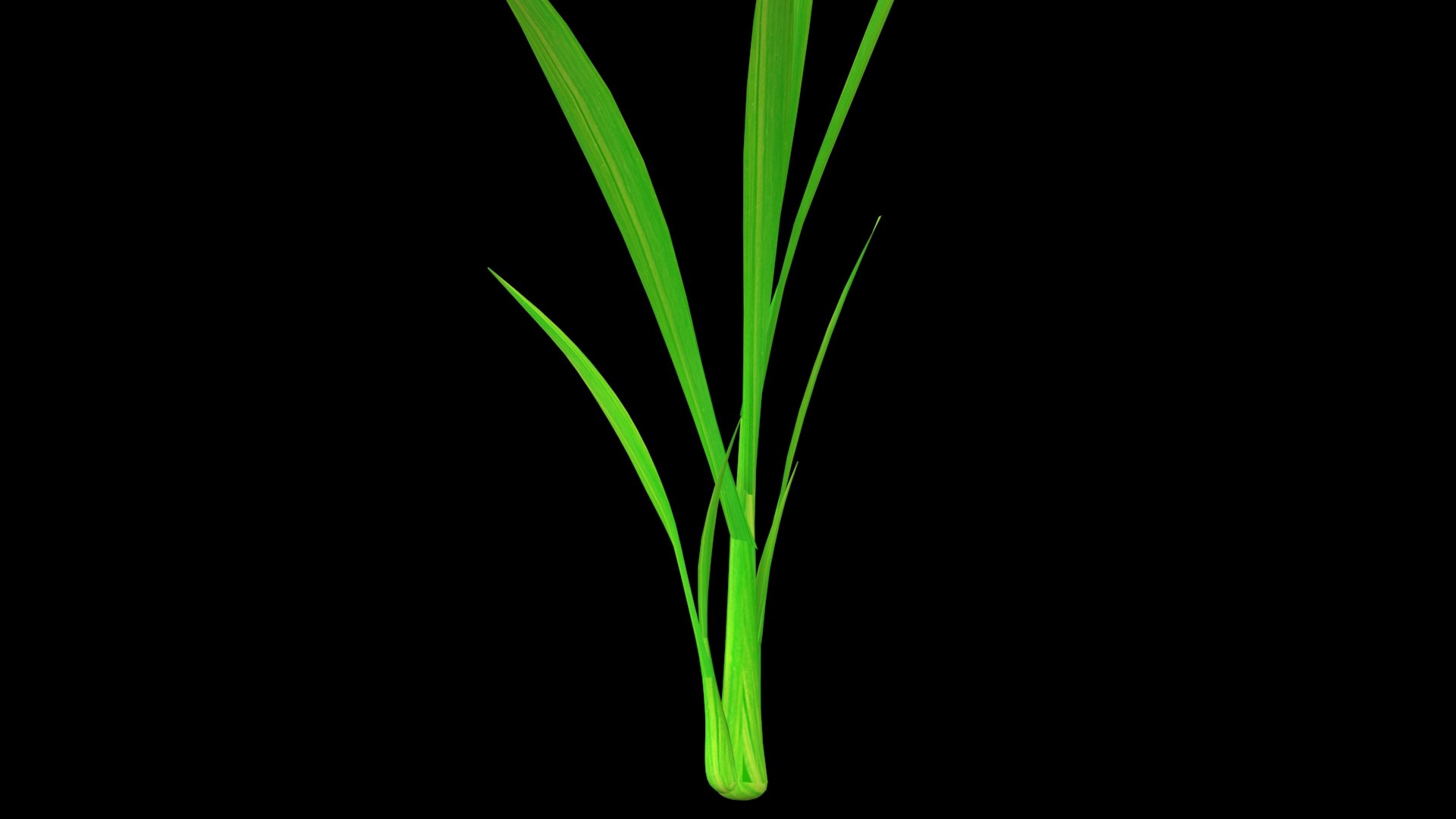 3D PADDY PLANT FINAL Model - TurboSquid 2133982
