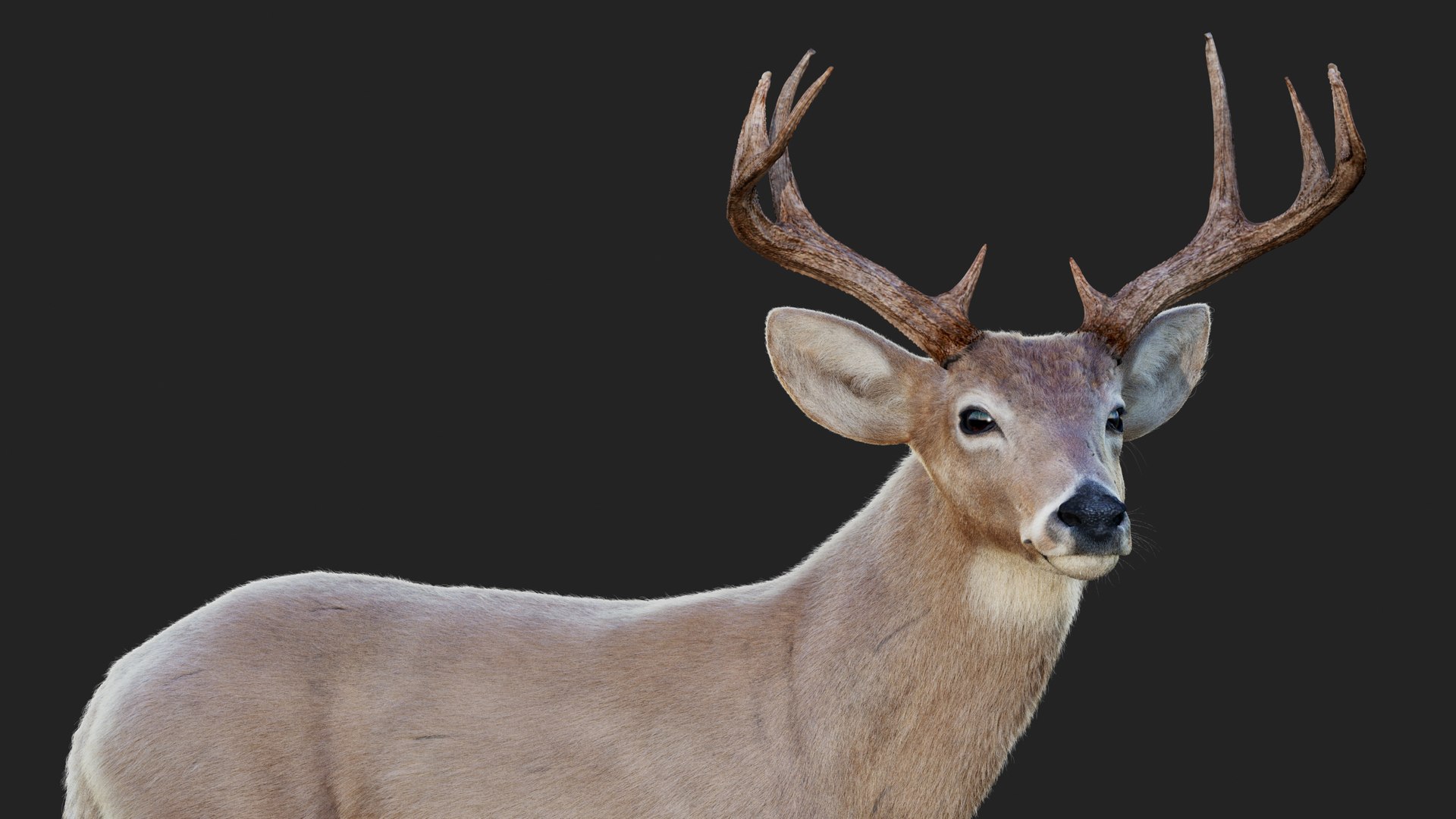 3D Deer 2025 RIG XGEN-CORE - TurboSquid 2462421