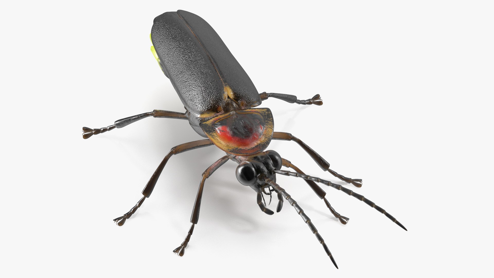 Photinus Pyralis Glowing Crawling Pose 3D - TurboSquid 2171884