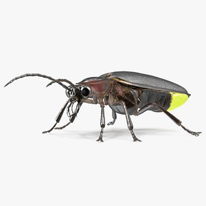 3D Firefly Models | TurboSquid