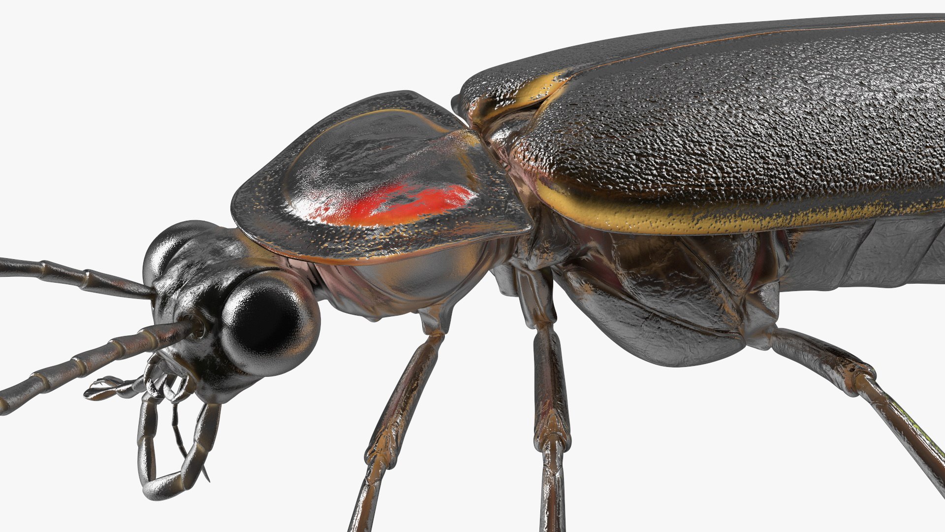 Photinus Pyralis Glowing Crawling Pose 3D - TurboSquid 2171884