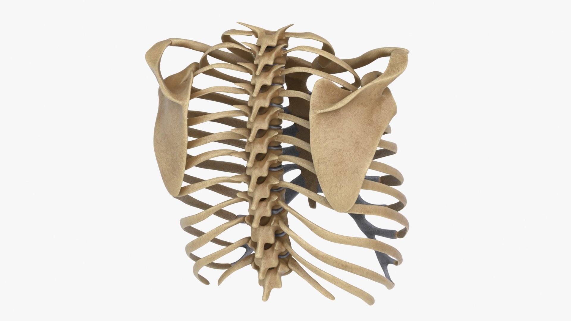 3D Model RibCage - TurboSquid 2508755
