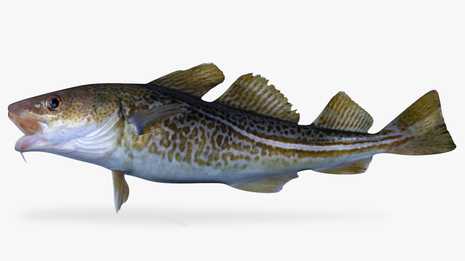 3D Model Cod Fish - TurboSquid 1328850