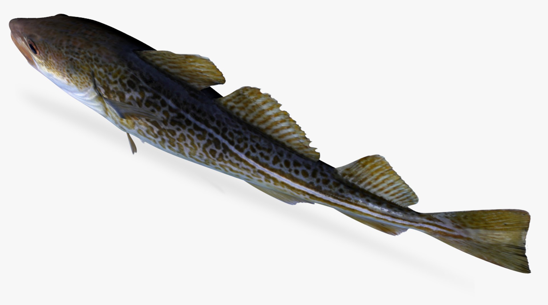 3D Model Cod Fish - TurboSquid 1328850