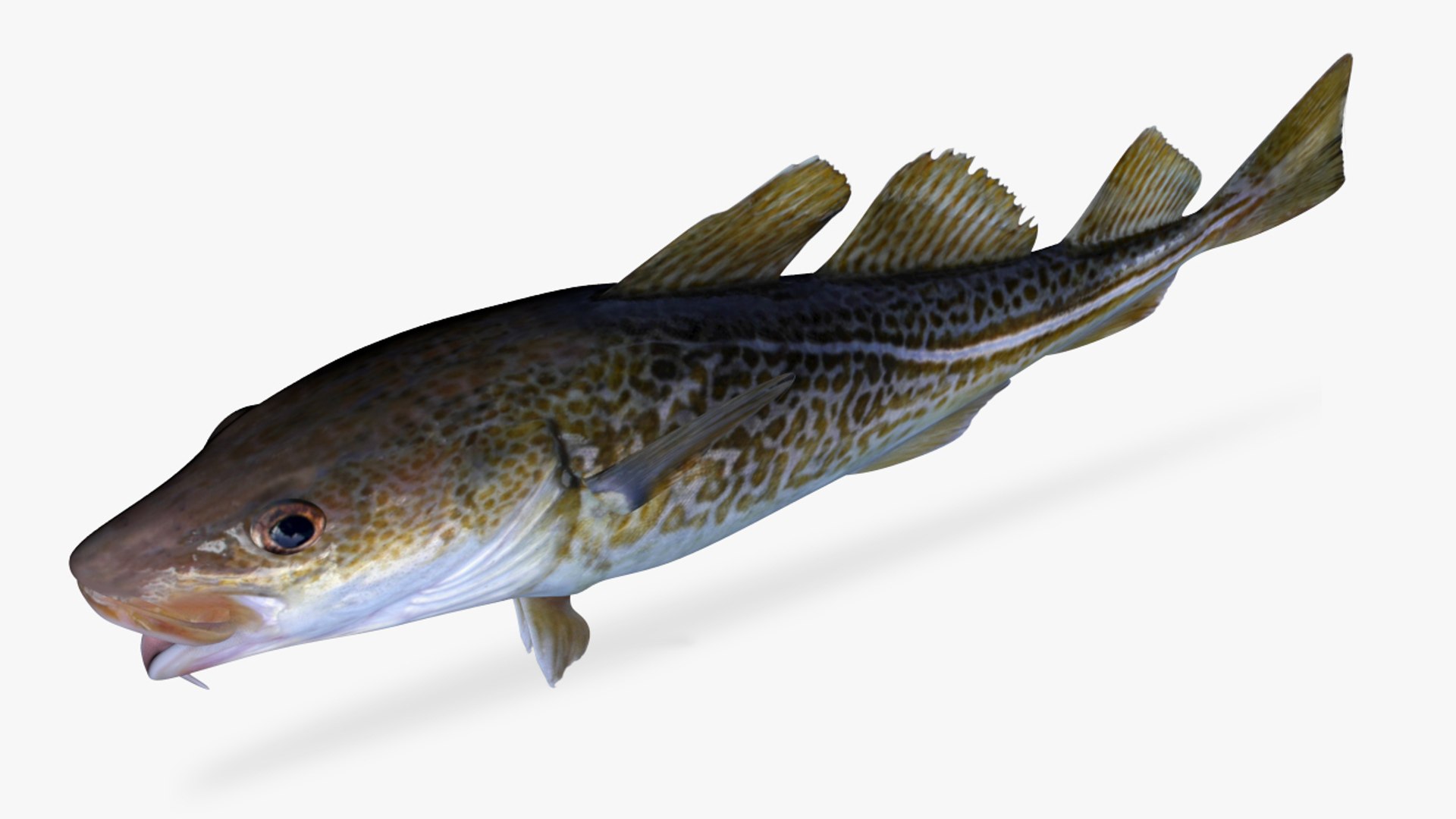 3D Model Cod Fish - TurboSquid 1328850