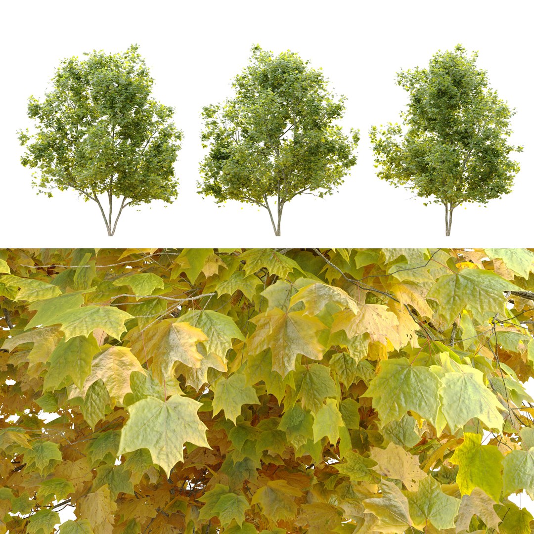 Acer Platanoides Two Seasons 3D Model - TurboSquid 1956693