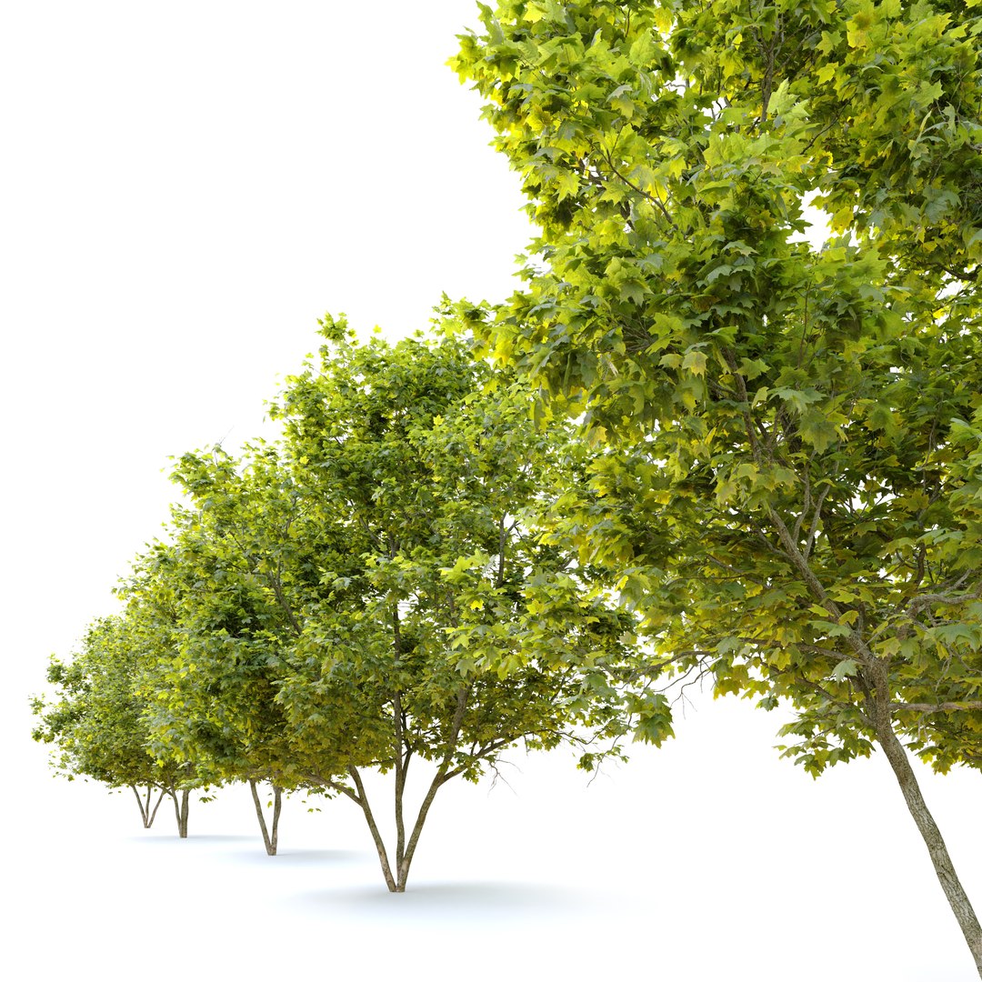 Acer Platanoides Two Seasons 3D Model - TurboSquid 1956693
