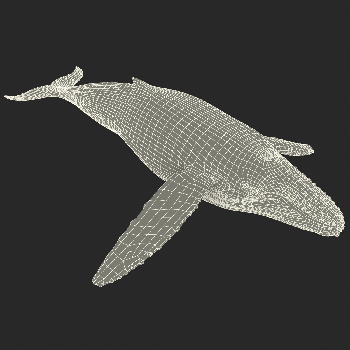 humpback whale rigged 3d model