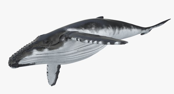 humpback whale rigged 3d model