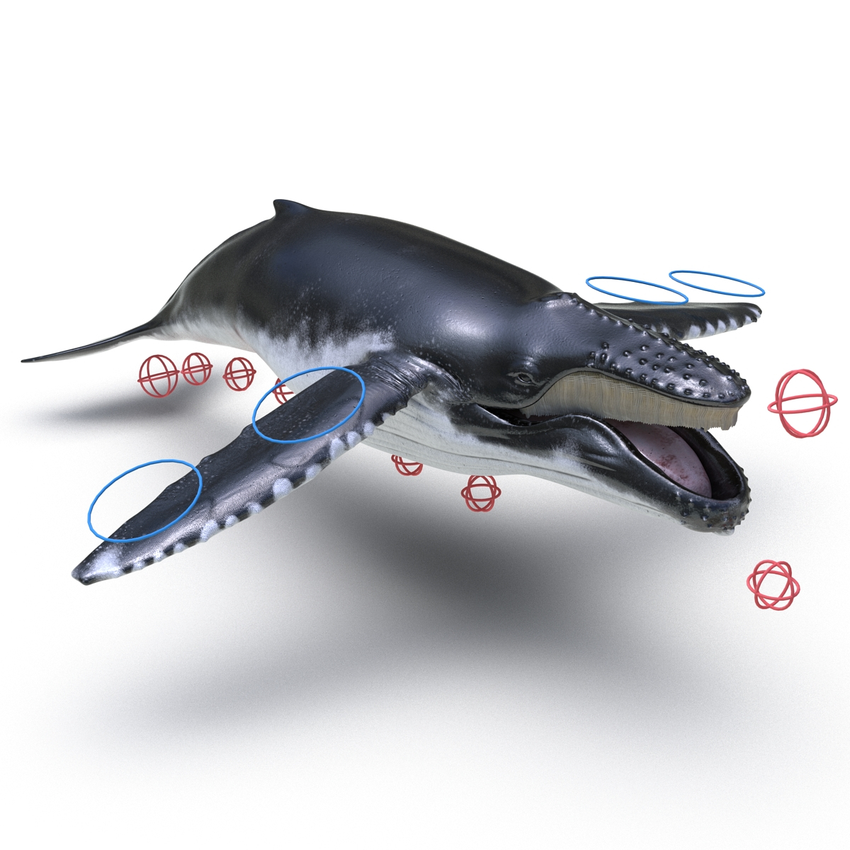 humpback whale rigged 3d model