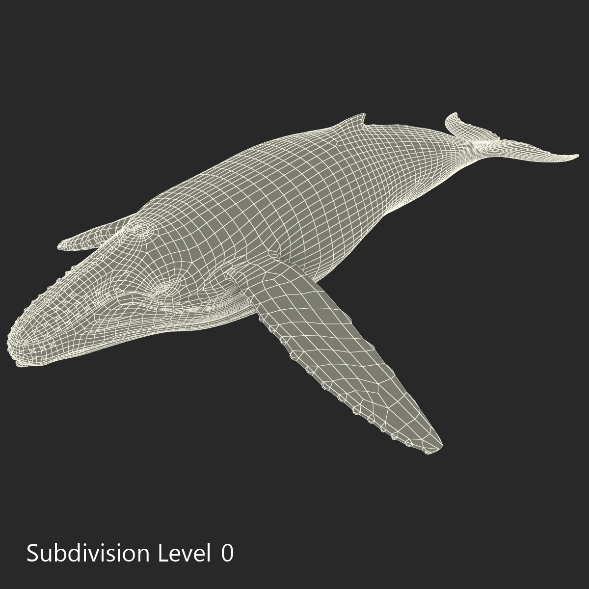humpback whale rigged 3d model