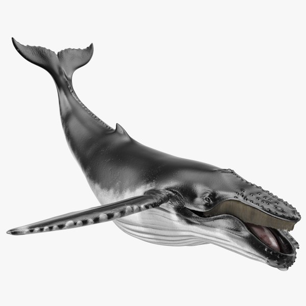 Buckelwal manipuliert 3D-Modell - TurboSquid 987731