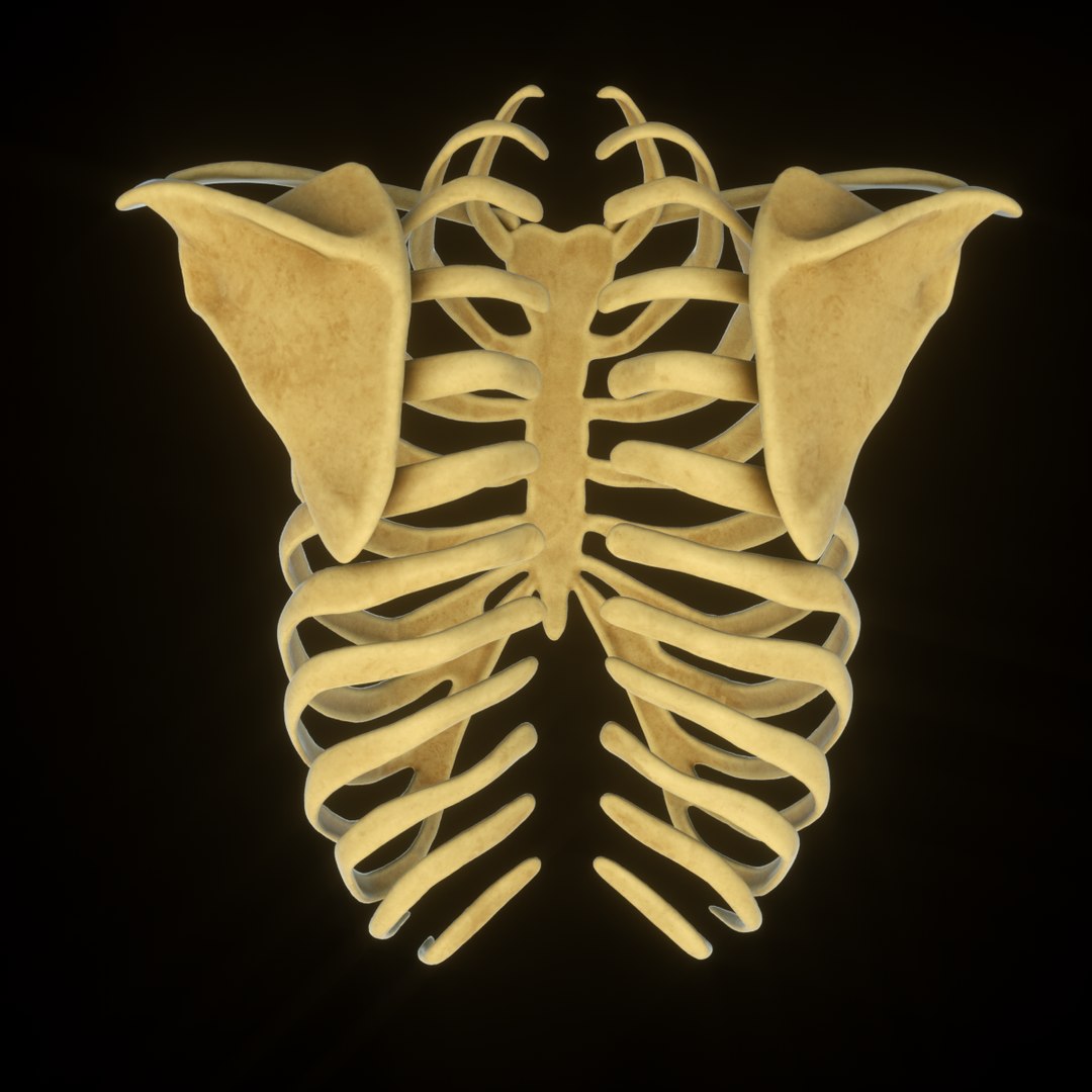 3D Rib Scapular Skeleton Model - TurboSquid 1383788