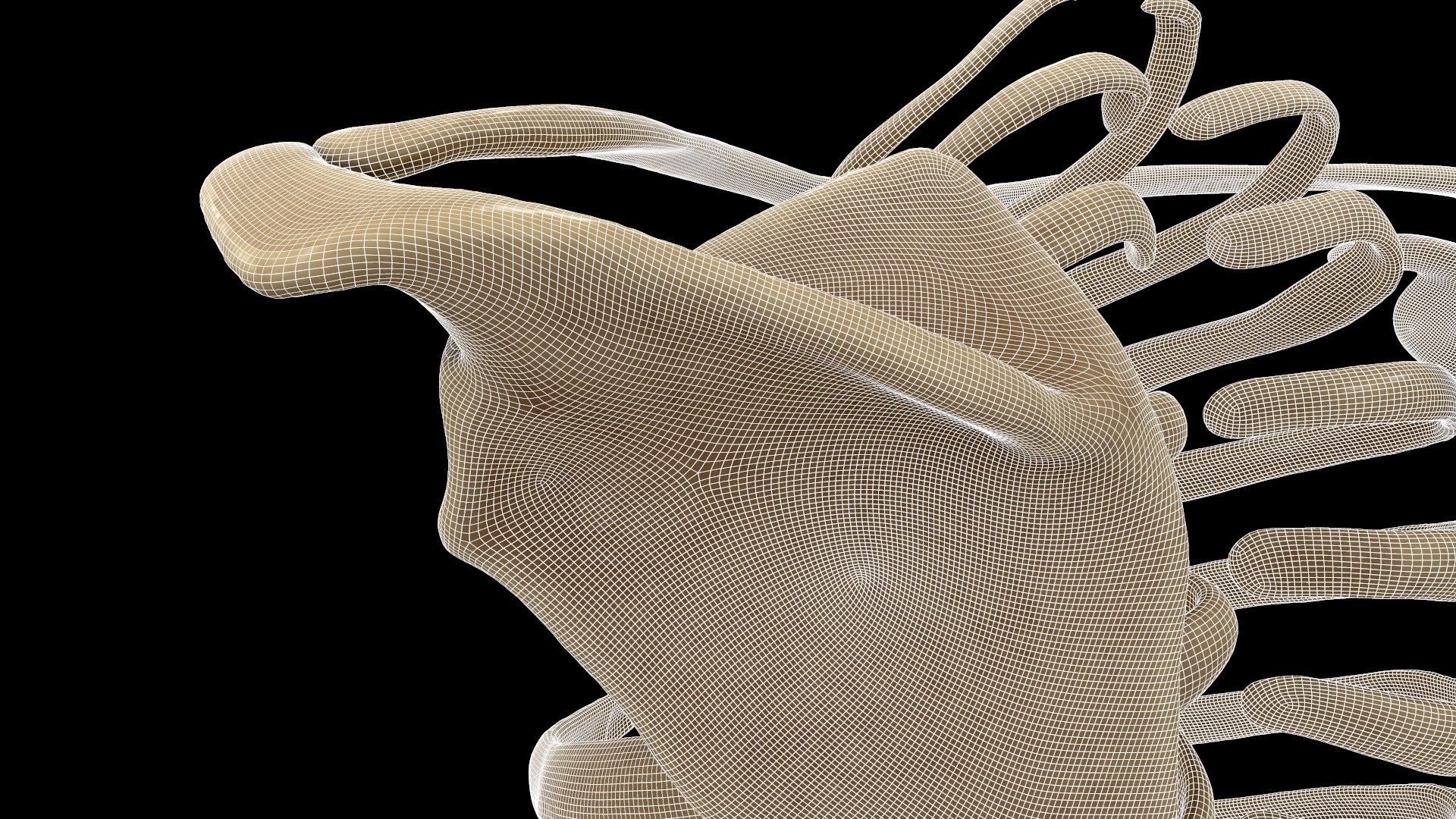 3D Rib Scapular Skeleton Model - TurboSquid 1383788