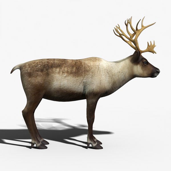 reindeer modeled 3d model