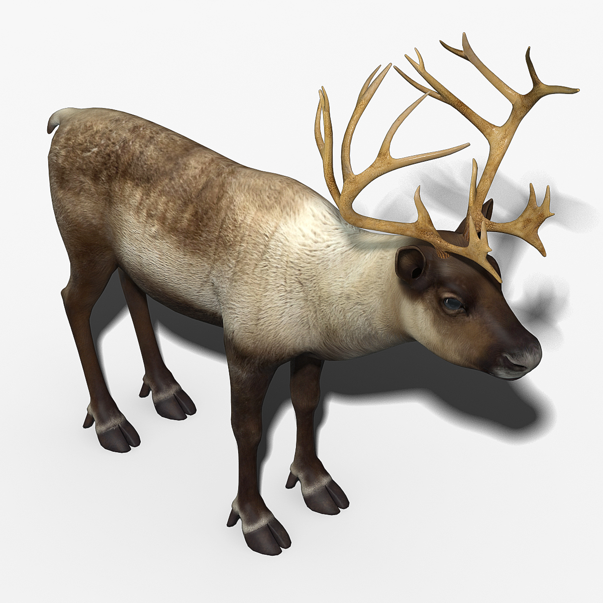 reindeer modeled 3d model