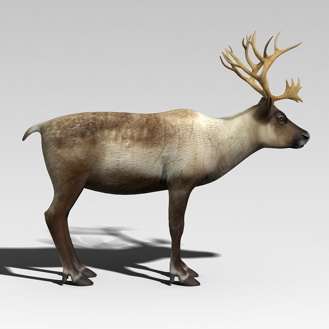 Reindeer Modeled 3d Model