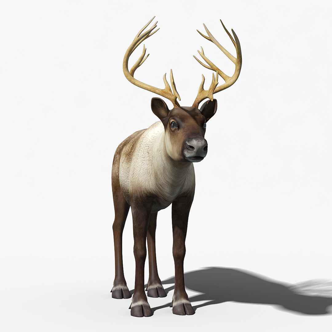 reindeer modeled 3d model