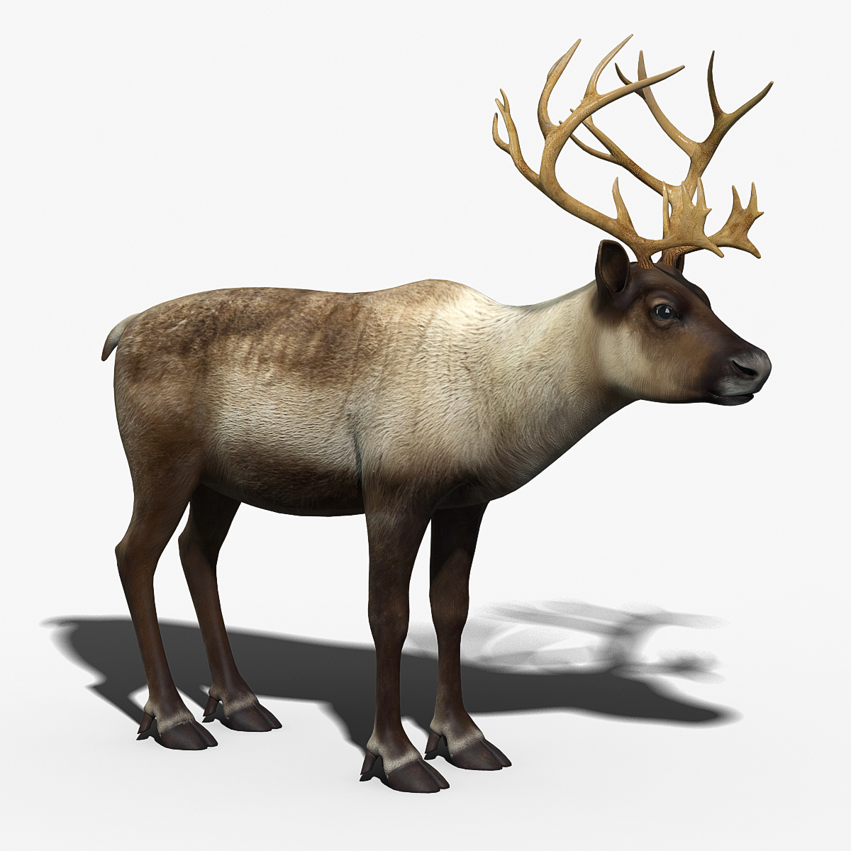 reindeer modeled 3d model