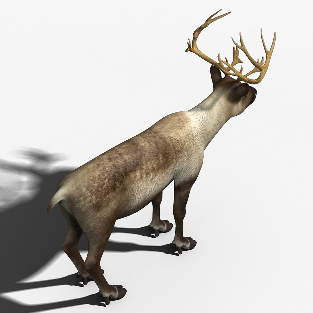 reindeer modeled 3d model