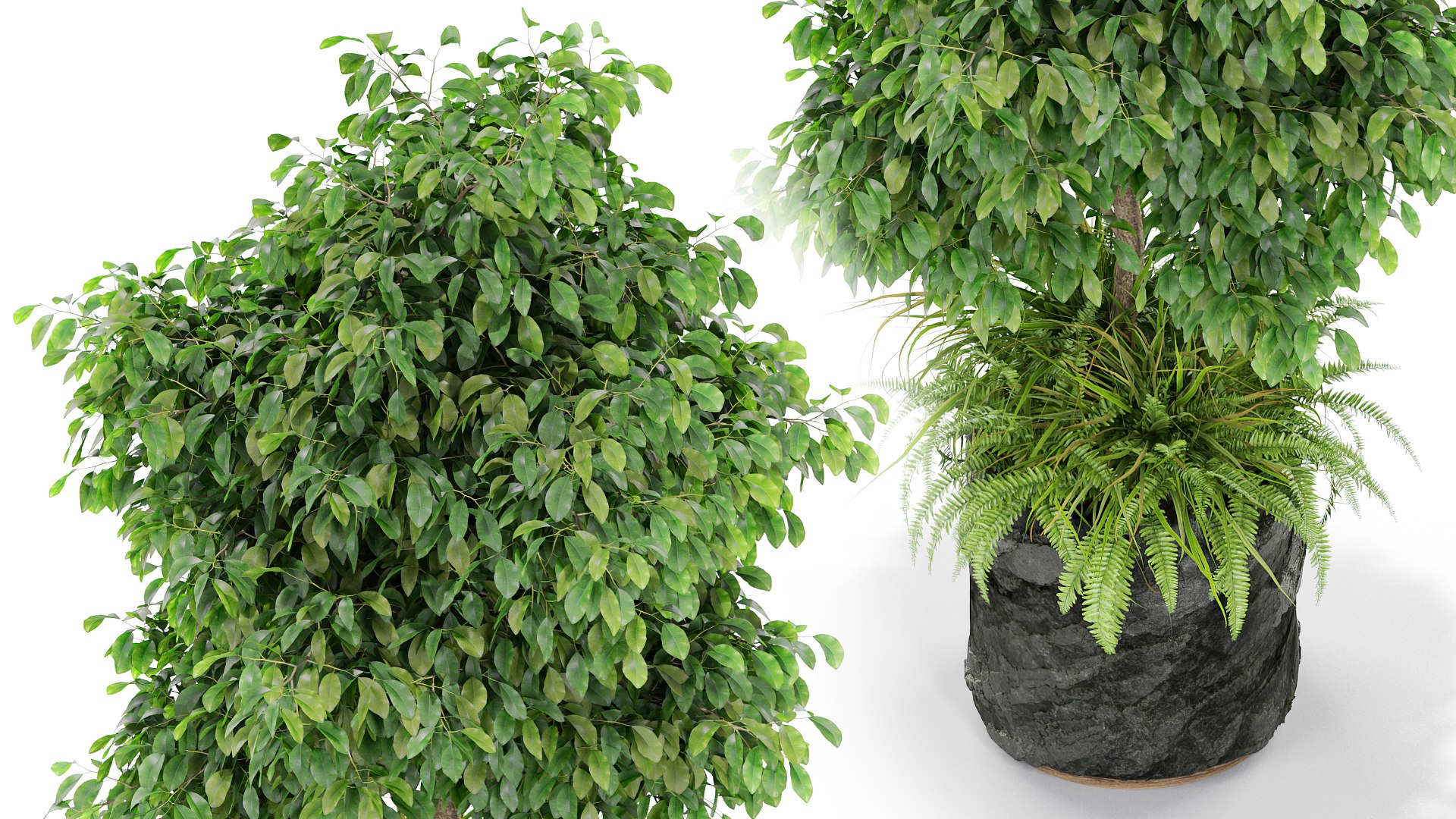 Plants 3D Model - TurboSquid 1700771