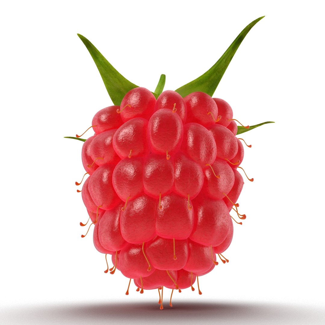 3d model raspberry berry
