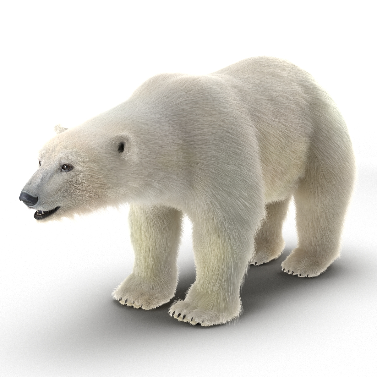 polar bear fur rigged max